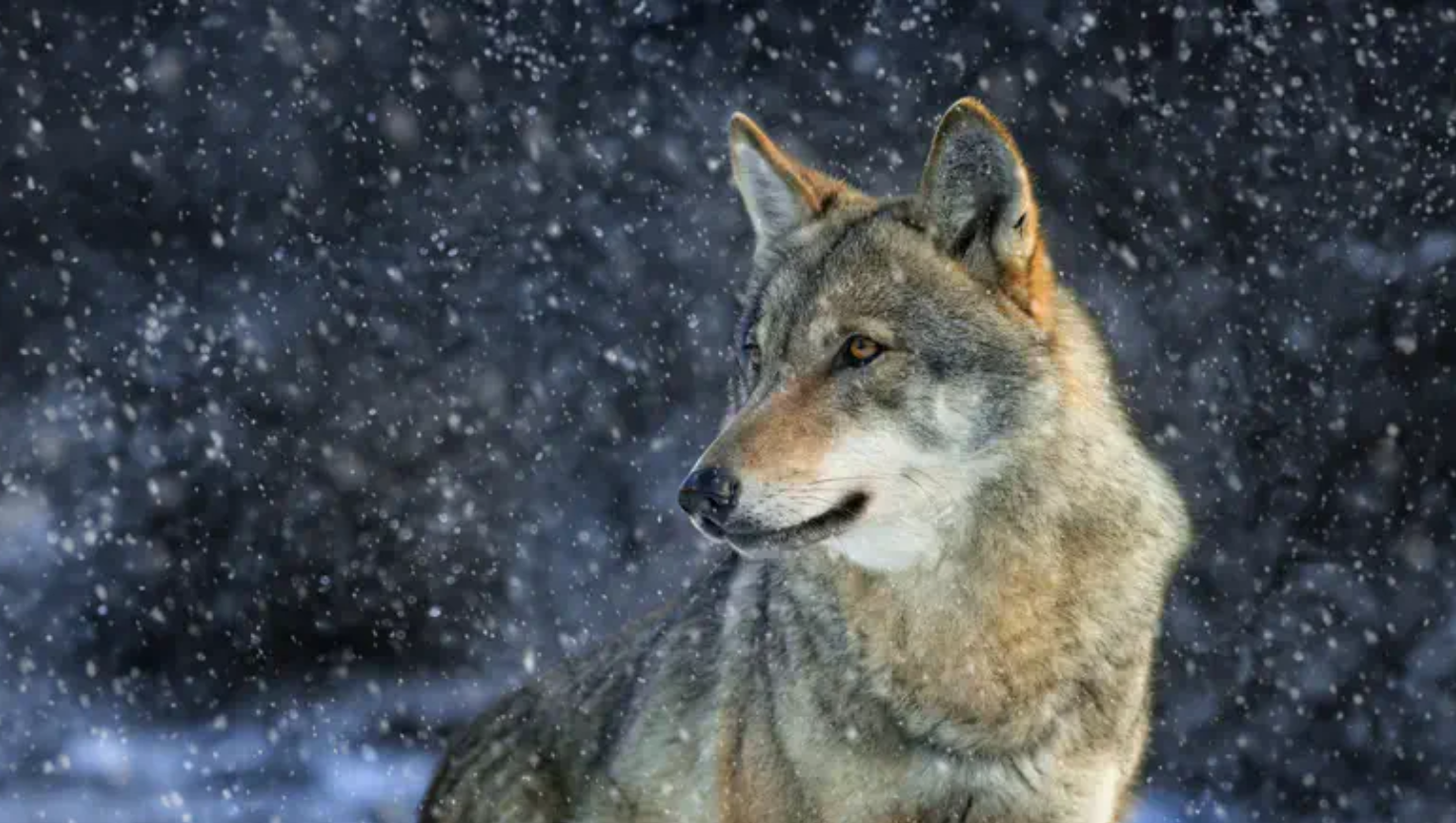 Extinct Dire Wolf Revived??? | Prophecy Recon