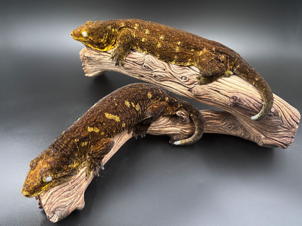 Rhacodactylus leachianus : Dumbea (GT: Grande Terre) | Leapin Leachies