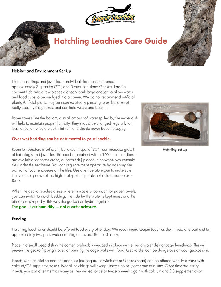 Hatchling Leachies Care Guide | Leapin Leachies