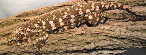 Rhacodactylus leachianus : Pine Island (Insular Geckos :Offshore ...