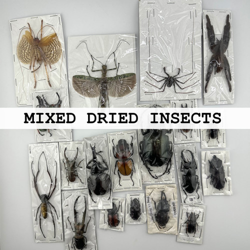 MIXED DRIED INSECTS | IB EXOTIC