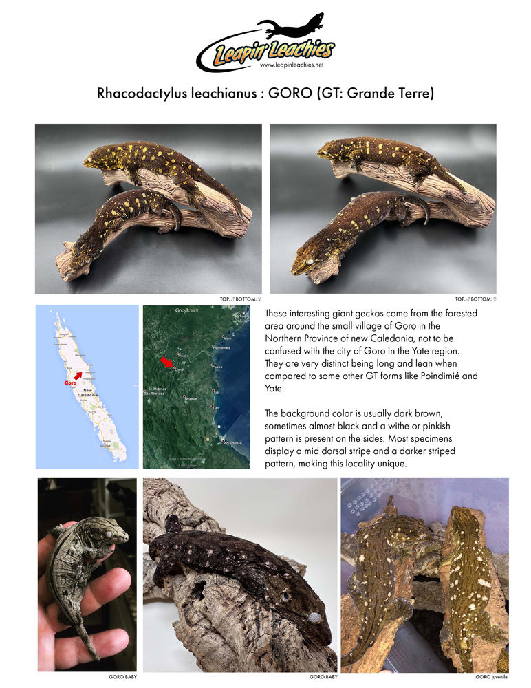 Rhacodactylus leachianus : GORO (GT: Grande Terre) | Leapin Leachies