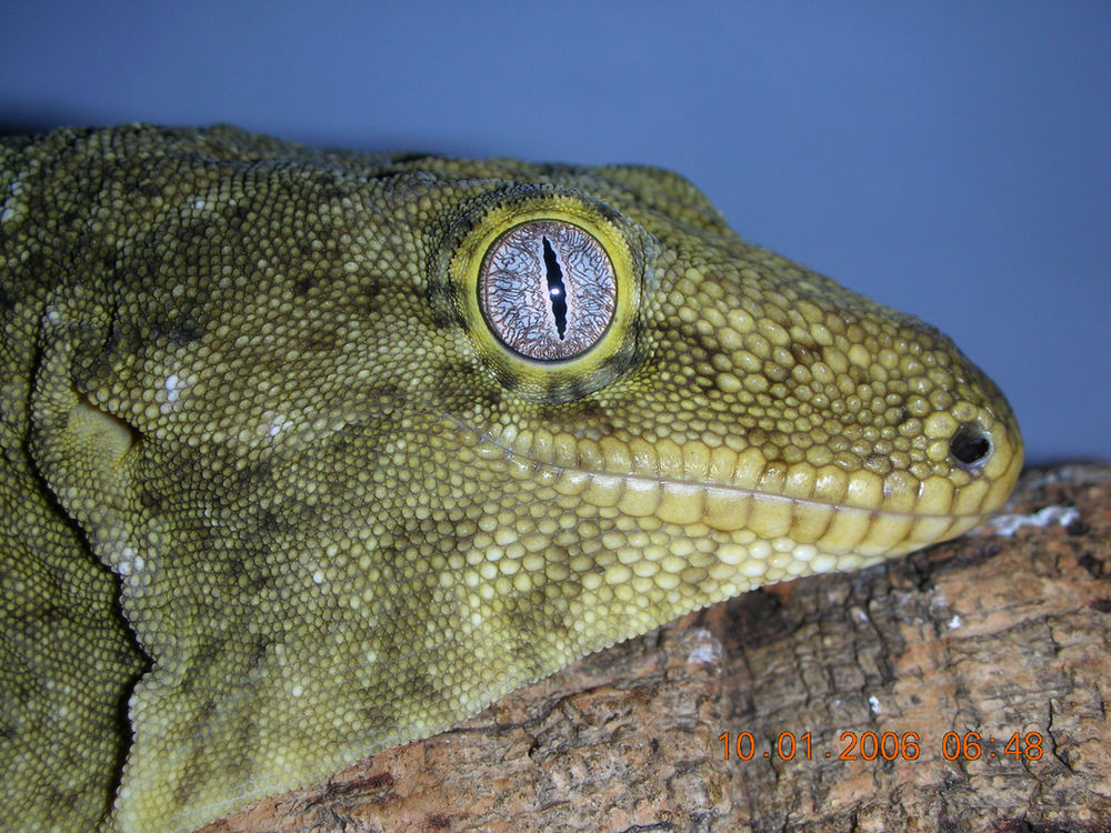 Rhacodactylus leachianus : Poindimié (GT: Grande Terre) | Leapin Leachies