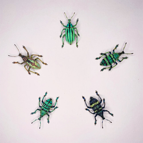 Five Rare Jewel Weevils Set (A1, unmounted) | IB EXOTIC