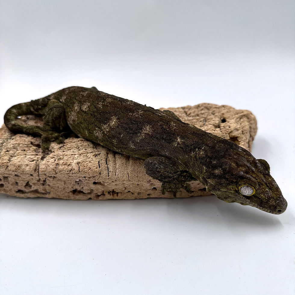 all Animals | Leapin Leachies