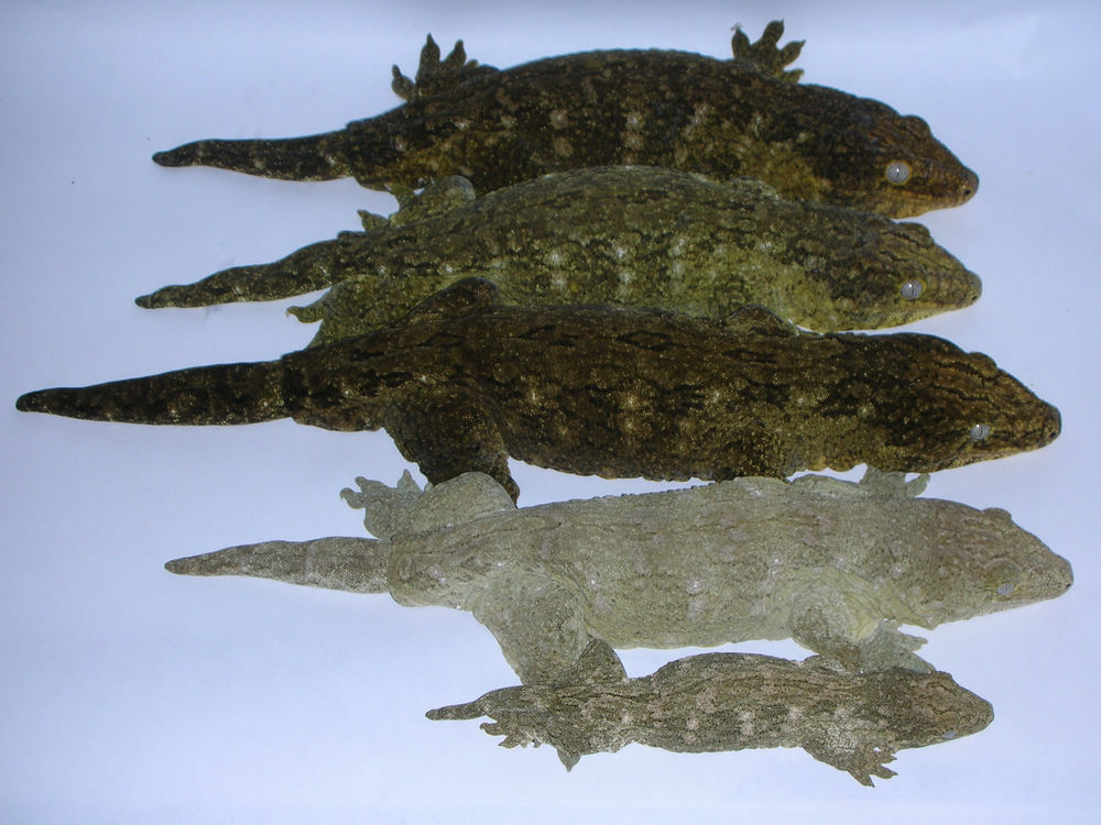 Rhacodactylus leachianus : Mt. Humboldt (GT: Grande Terre) | Leapin ...