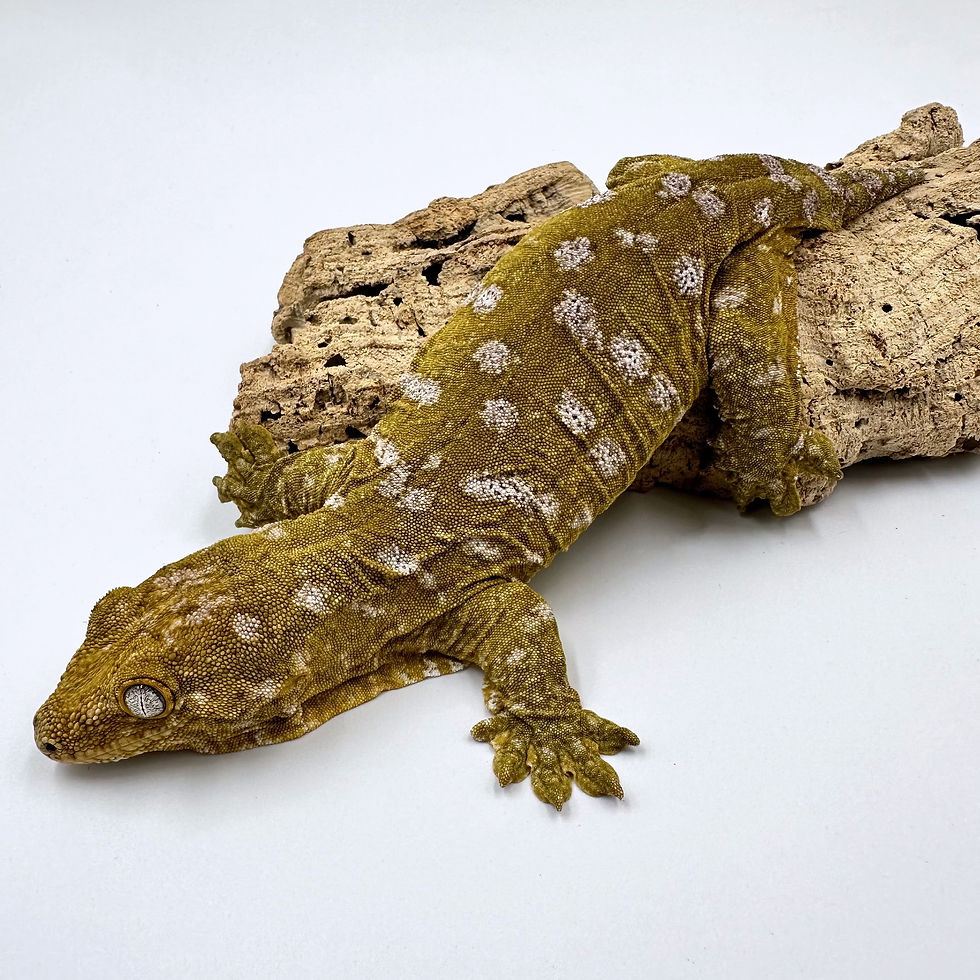 all Animals | Leapin Leachies