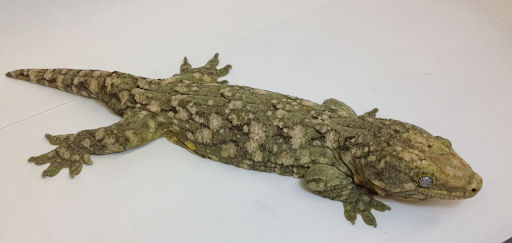 Rhacodactylus leachianus : Moro (Isle E) (Insular Geckos :Offshore ...