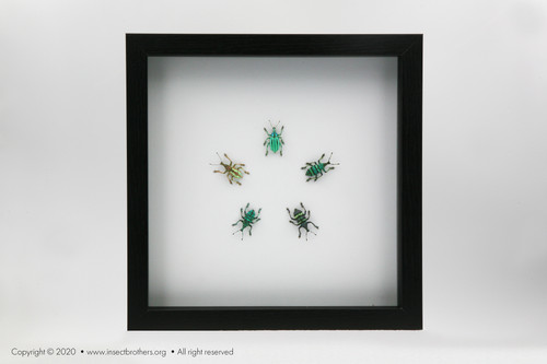 Five Rare Jewel Weevils | IB EXOTIC