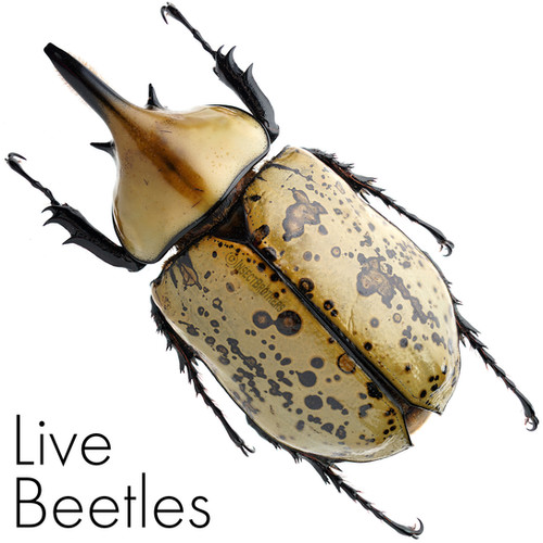 Eastern Hercules Beetle Larva | Insect Brothers