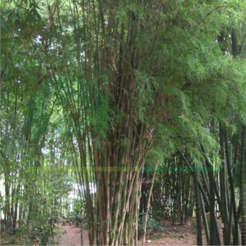 Thyrsostachys siamensis | PT Bambu Nusa Verde