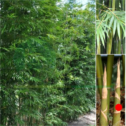 Bambusa textilis 'Gracilis' | PT Bambu Nusa Verde