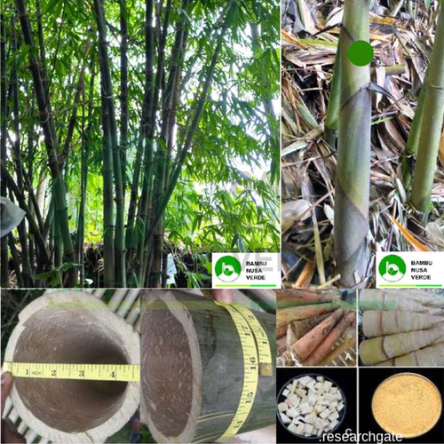 Dendrocalamus hamiltonii | PT Bambu Nusa Verde