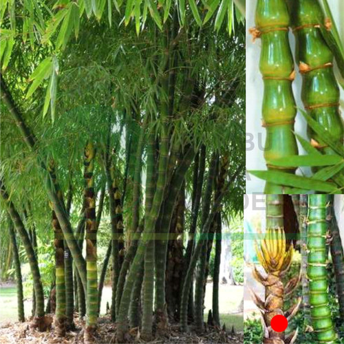 Bambusa vulgaris 'Wamin' - Buddha | PT Bambu Nusa Verde