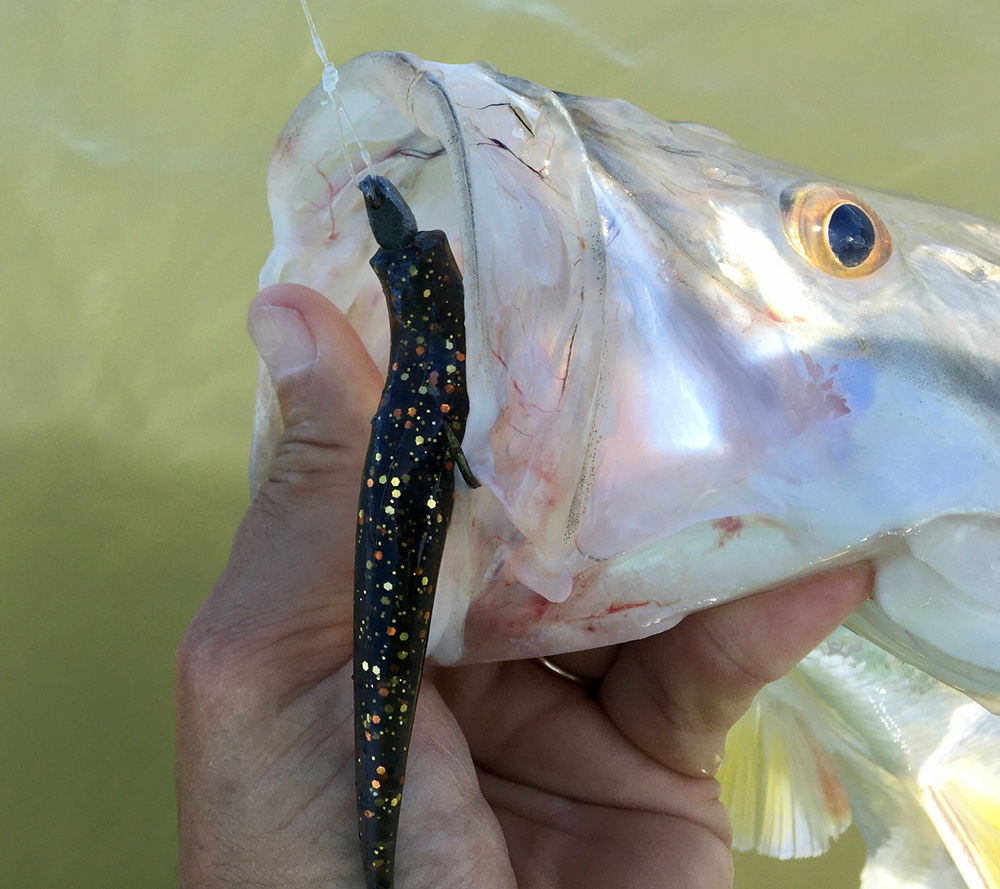 SNOOK, SNOOK AND MORE SNOOK!