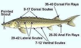 do sturgeon have bones