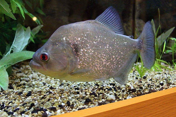 Rhombeus | amazonbasin