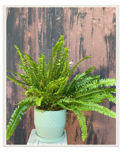 Nefrolepka vznešená (Nefrolepis exaltata) - Papraď | vonavyatelier