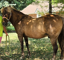 Books, Lessons, Entertainment / Elvis the Pony