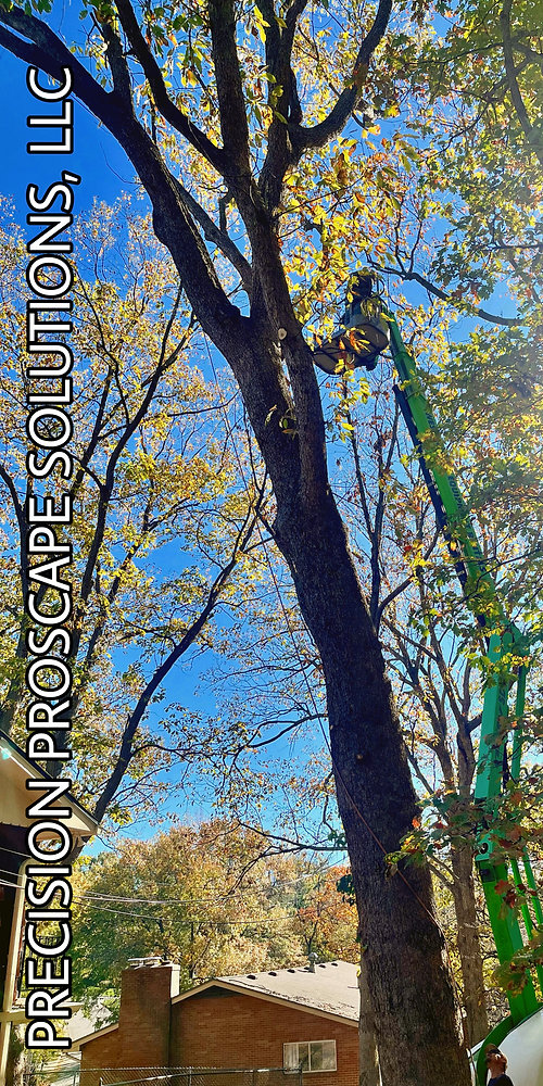 The Importance of Having Tree Work Done