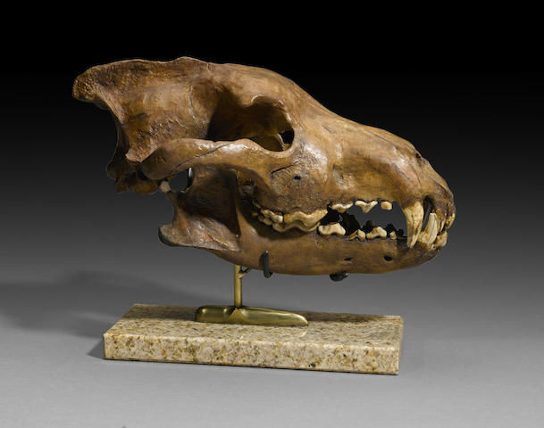 Dire Wolf Skull