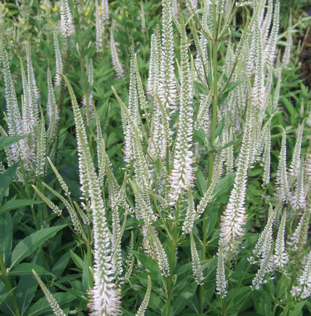 Veronicastrum Virginicum 'Album' | damhead-nursery