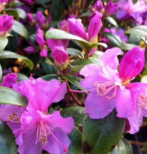 Rhododendron Praecox | damhead-nursery