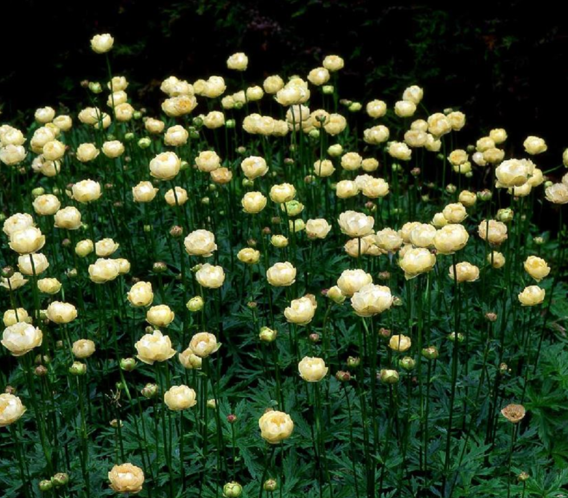 Trollius × cultorum 'Alabaster' | damhead-nursery