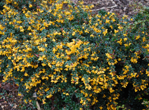 Berberis darwinii 'Compacta' | damhead-nursery