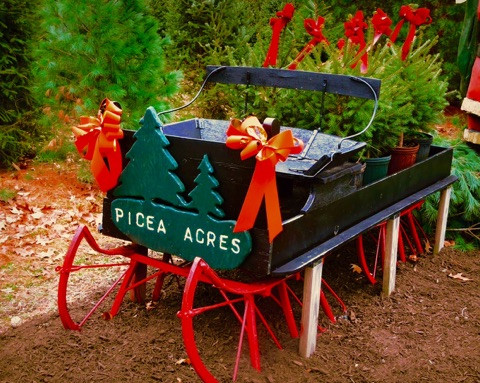 Picea Acres - Trees and More!