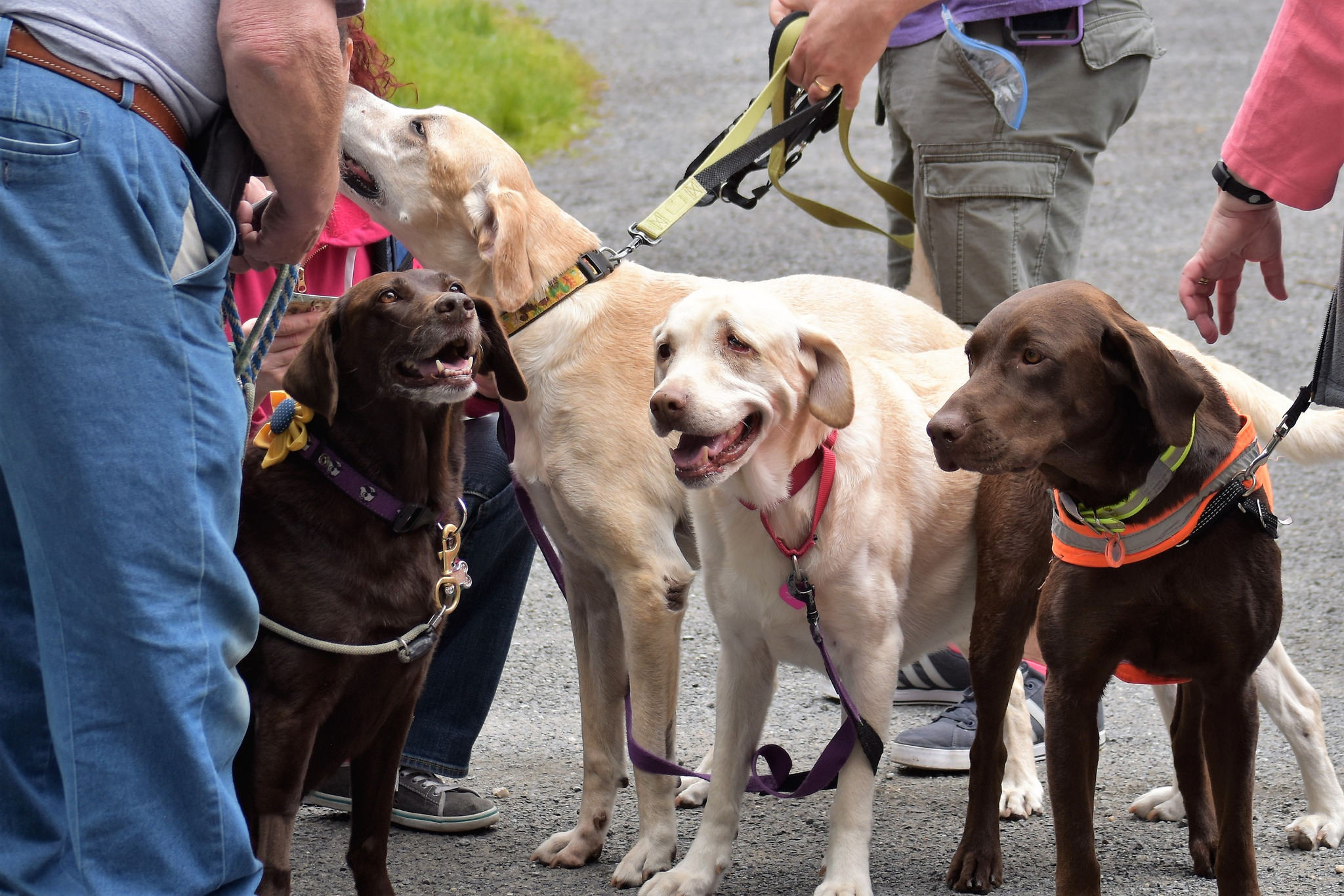 Dog Walk: Start a Fundraising Team | Lab Rescue LRCP