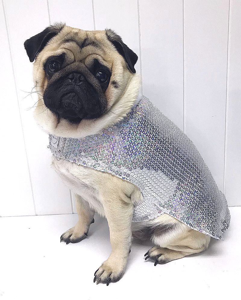 Pug Winter coats clothing sweaters | pugalicious