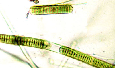 Hormogonia | scientist-site