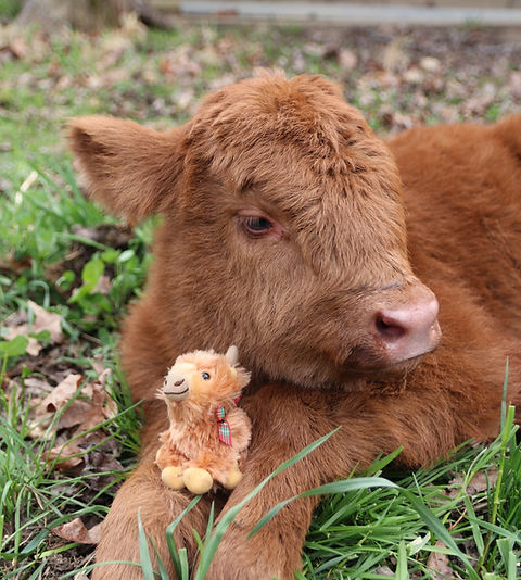 mini fluffy cows
