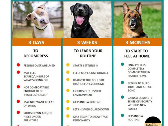 Understanding the 3-3-3 Rule When Adopting a Dog