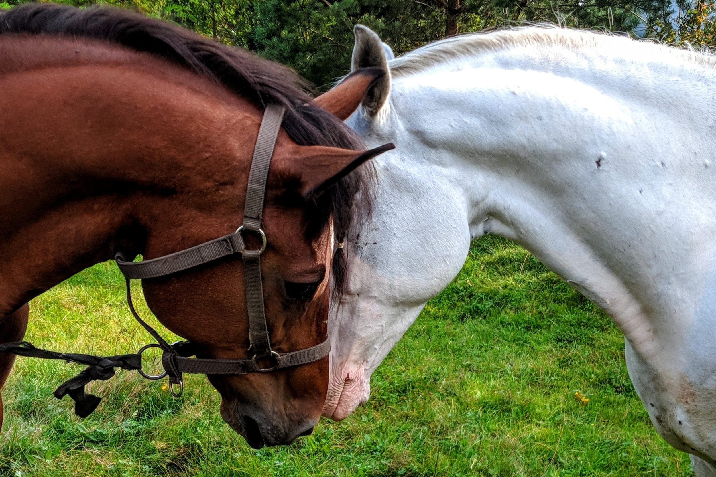 die-rosse-beim-pferd-alles-was-du-wissen-musst