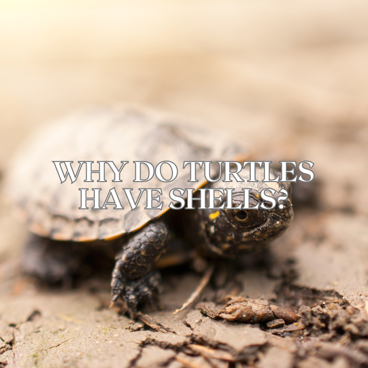 Why do turtles have shells?