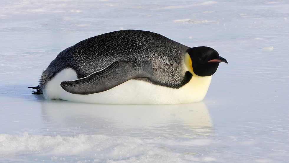 Top 10 facts about Emperor penguins