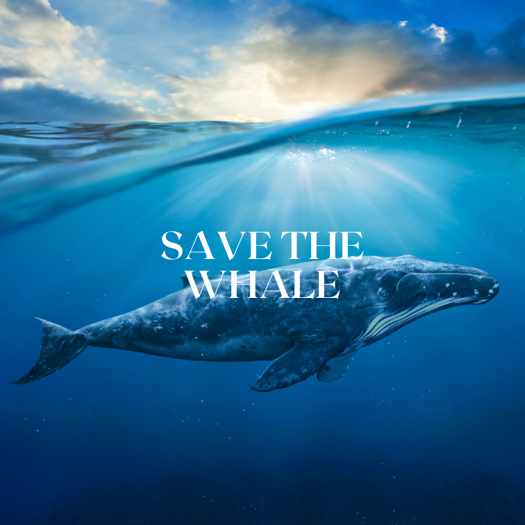 Save the Ocean, Save the Whales: Protecting Marine Mammals
