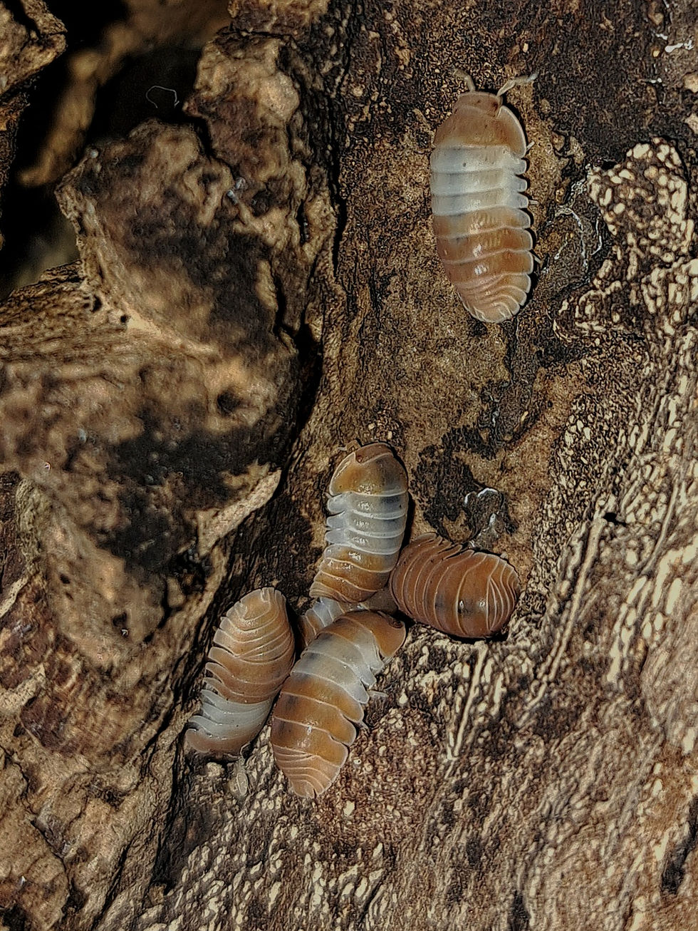 ISOPODS & BIOACTIVE | Ontario Invert Farm