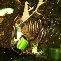 AMERICAN GIANT MILLIPEDE | Ontario Invert Farm