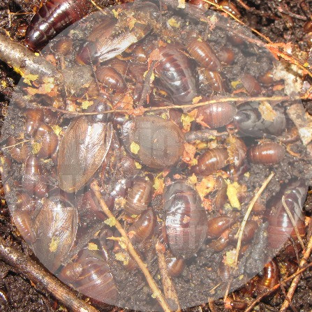 SURINAM ROACH - STARTER COLONIES | Ontario Invert Farm