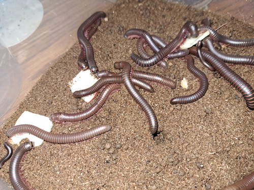 AMERICAN GIANT MILLIPEDE | Ontario Invert Farm