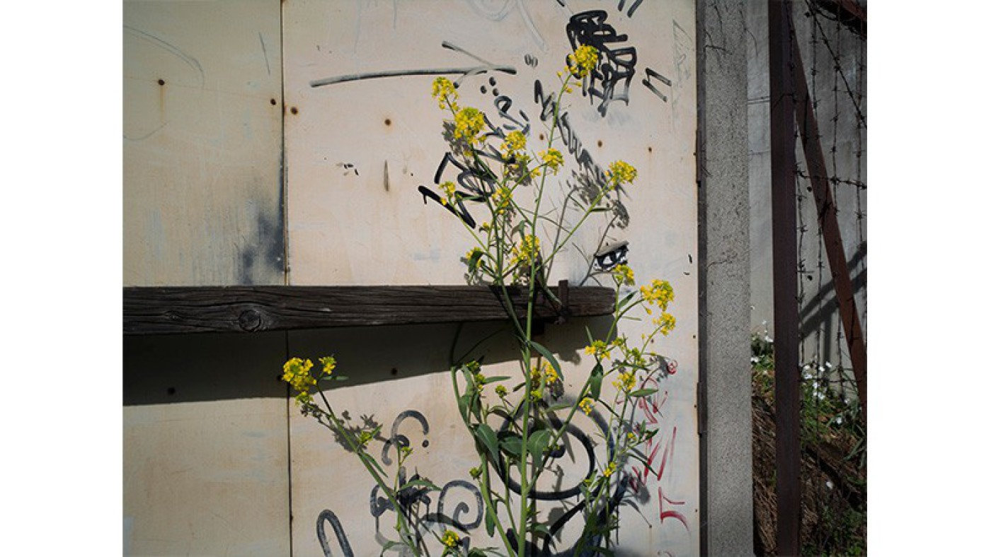 蓮井元彦| ミッドトーン | BD gallery