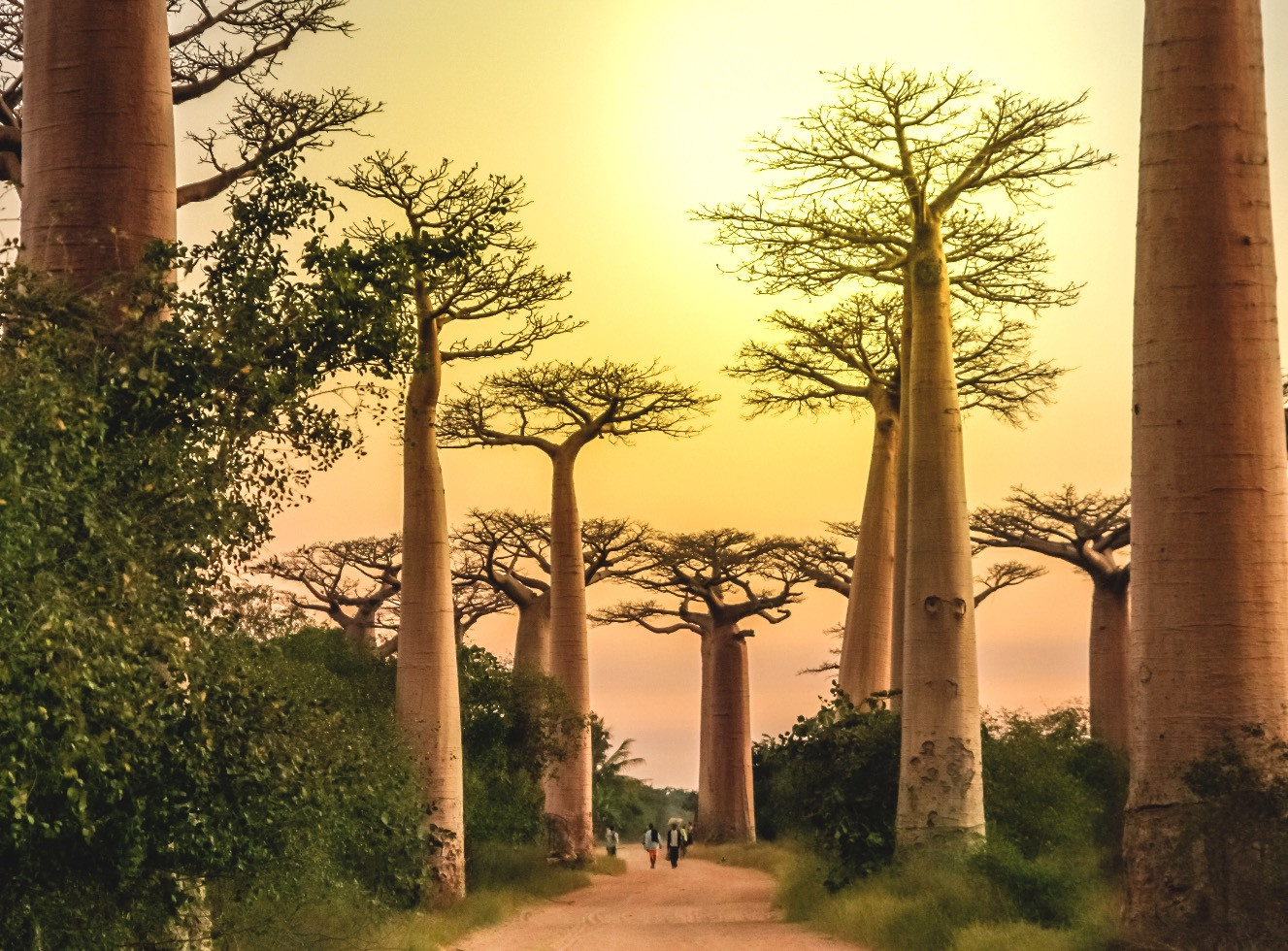 Custom Private Madagascar Tours 1-24 Day | Gold Standard