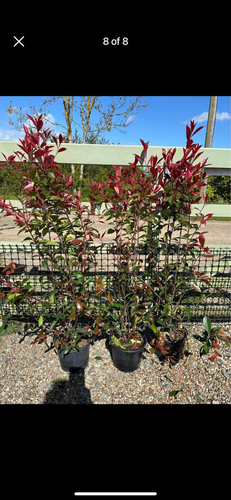 5ft red robin photinia | Laurels 4 Less