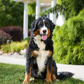 Parents | Willow Creek Bernedoodles