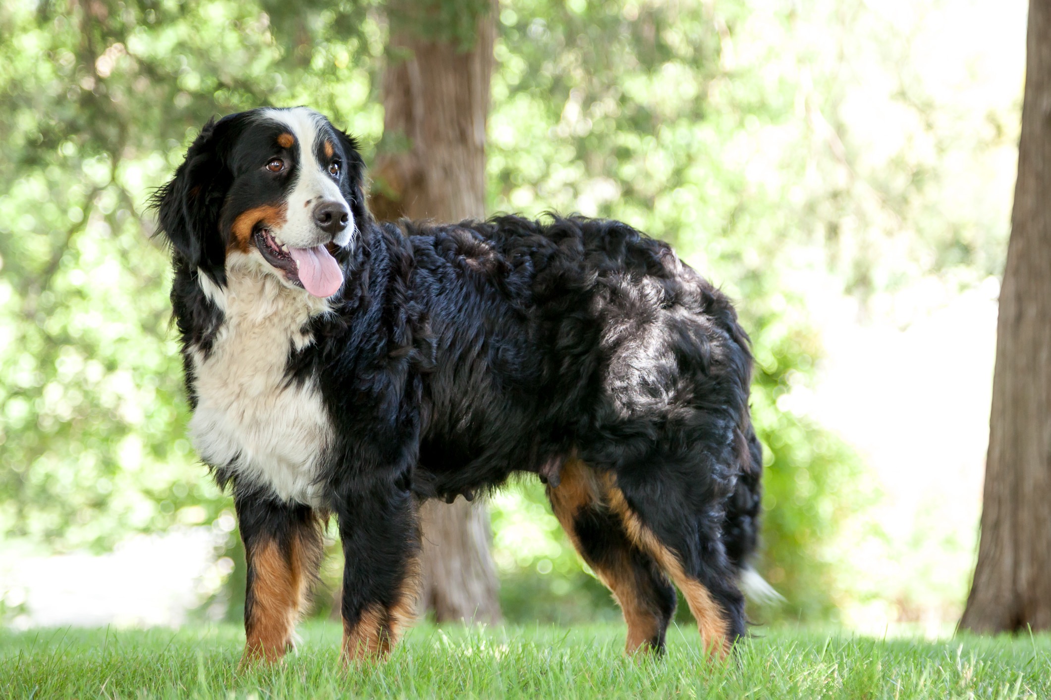 Bernedoodle Breeders | United States | Gentle Giant Bernedoodles