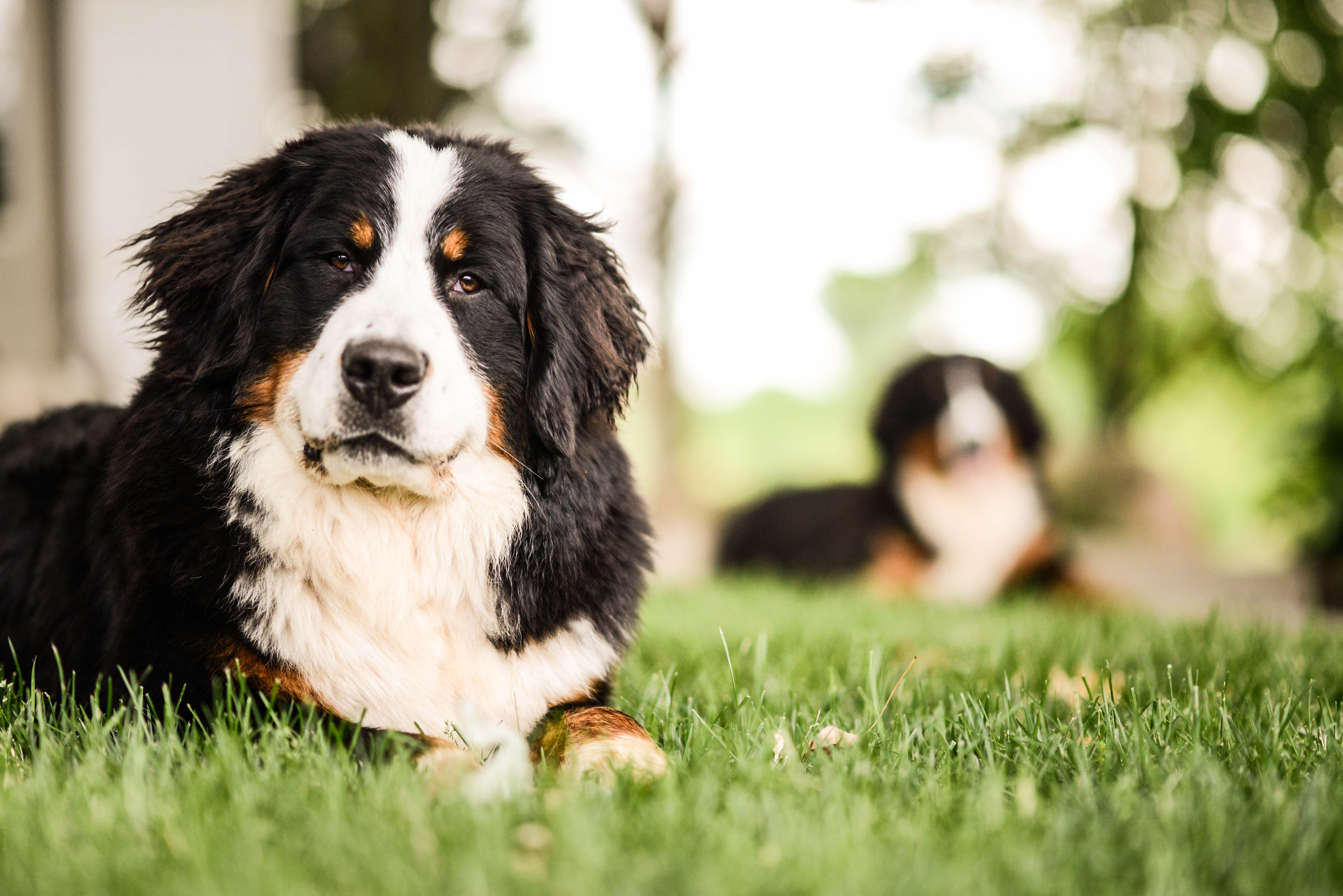 Bernedoodle Breeders | United States | Gentle Giant Bernedoodles