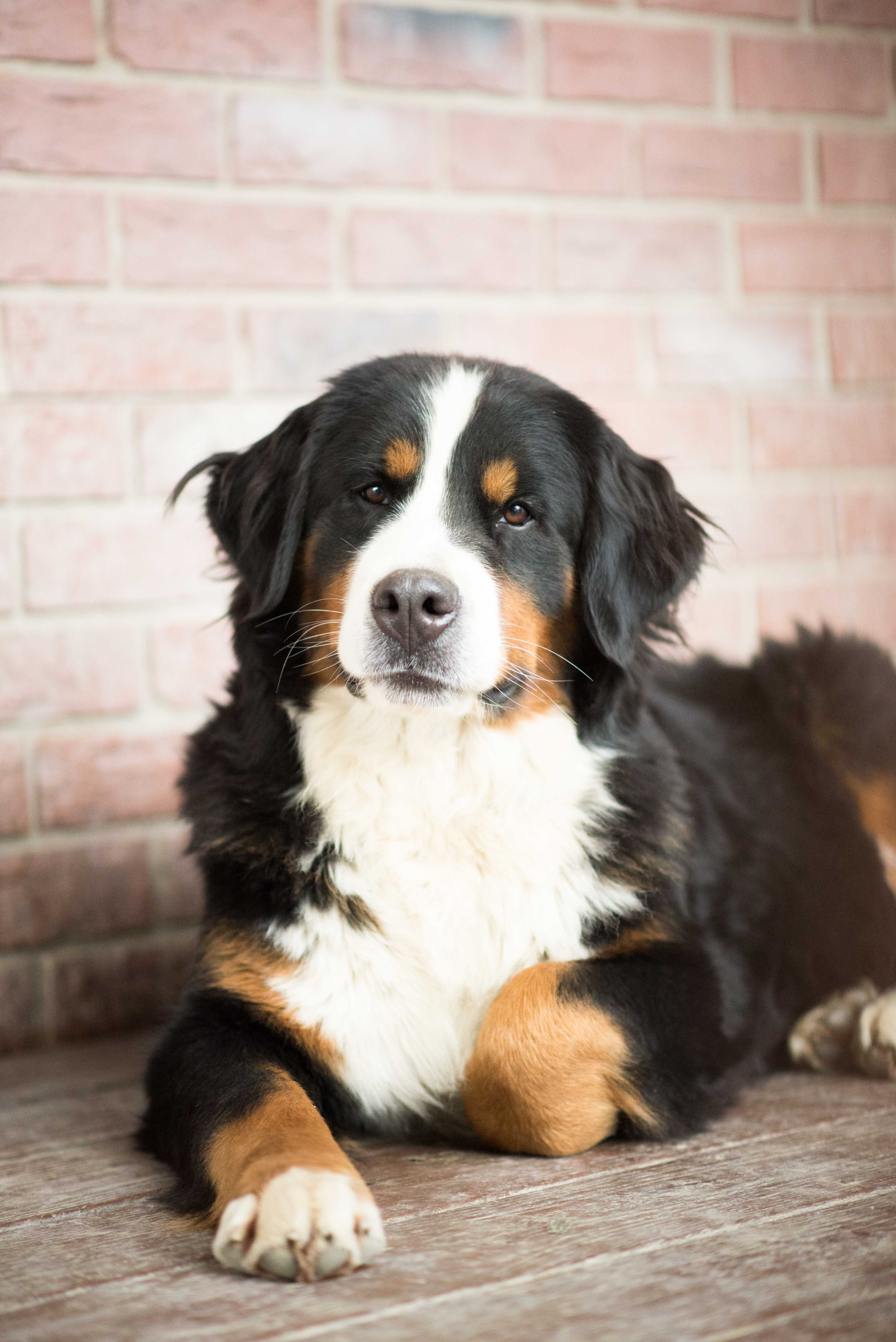 Bernedoodle Breeders | United States | Gentle Giant Bernedoodles